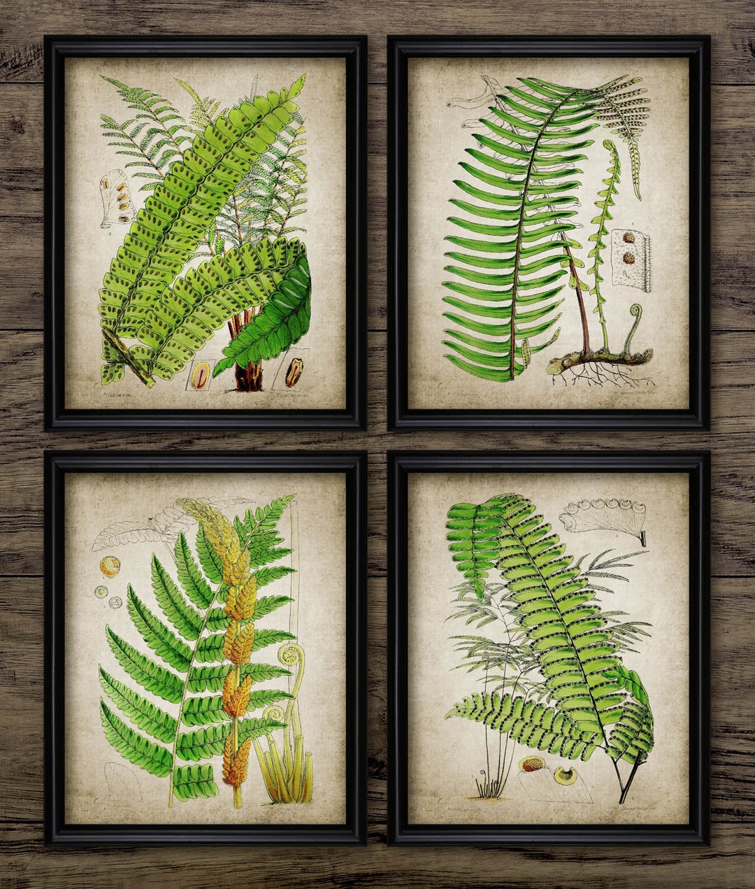 Vintage Fern Wall Art Set of 4, Printable Fern Plant, Vintage Botanical ...