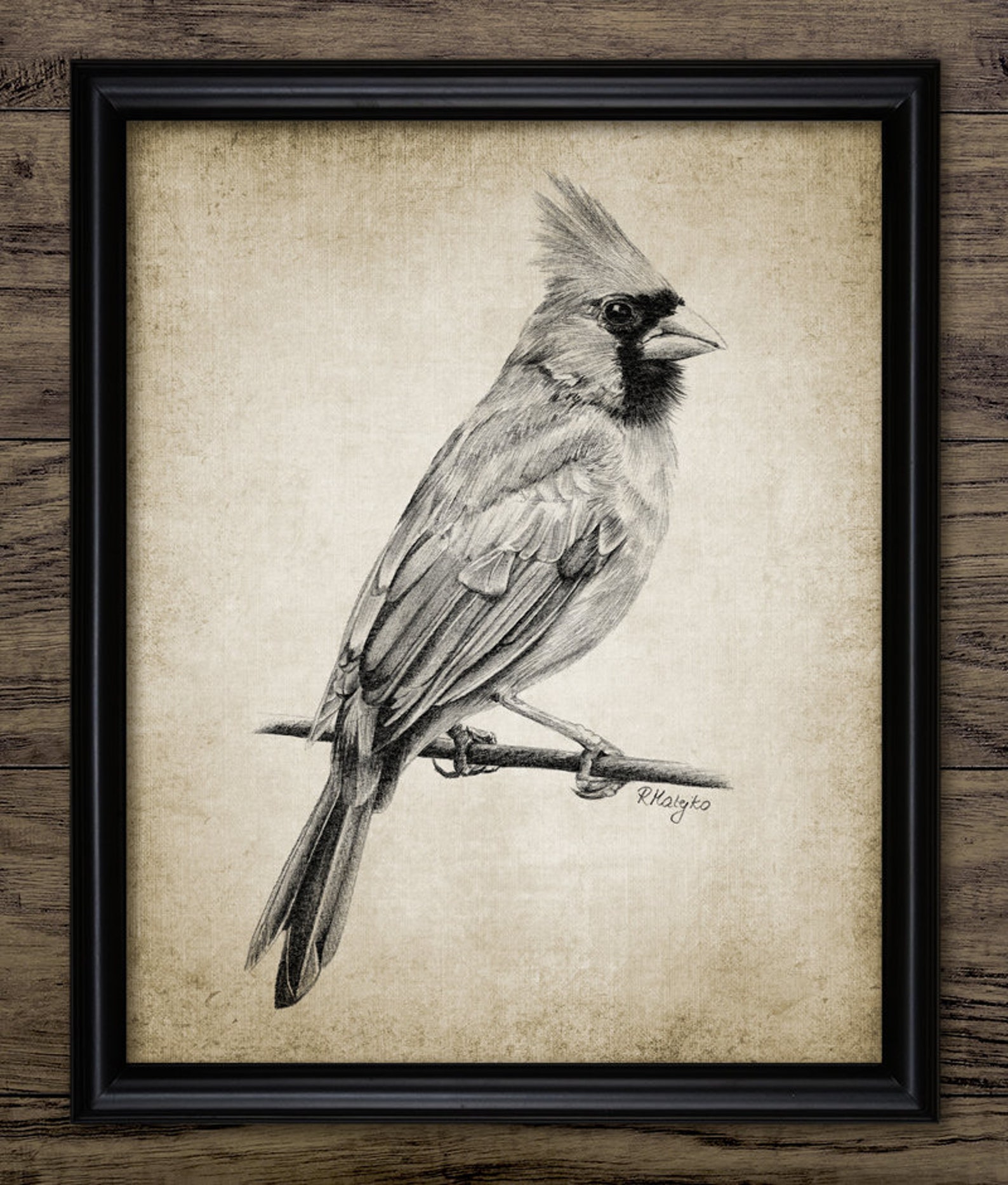 Northern Cardinal Bird Pencil Drawing Printable Cardinal Bird - Etsy
