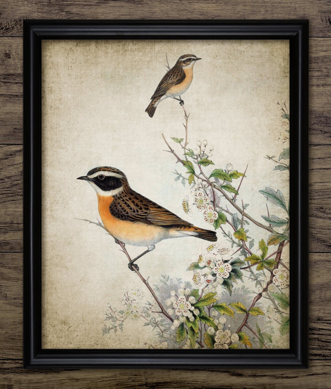 Whinchat Bird Wall Art, Vintage Digital Print, Printable Whinchat ...