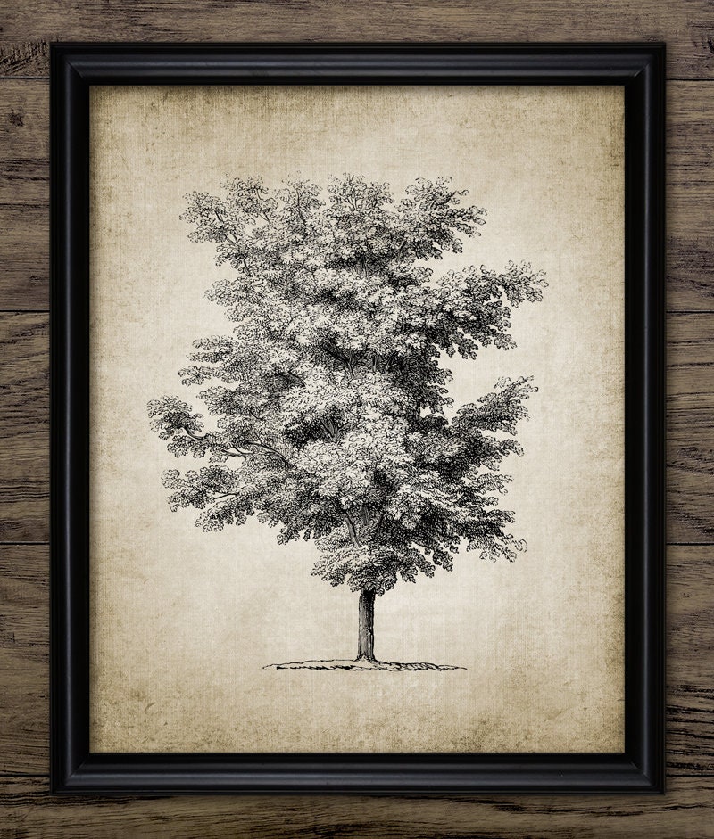 Vintage Tree Drawing, Printable Tree Art, Tree Sketch, Forest Decor ...