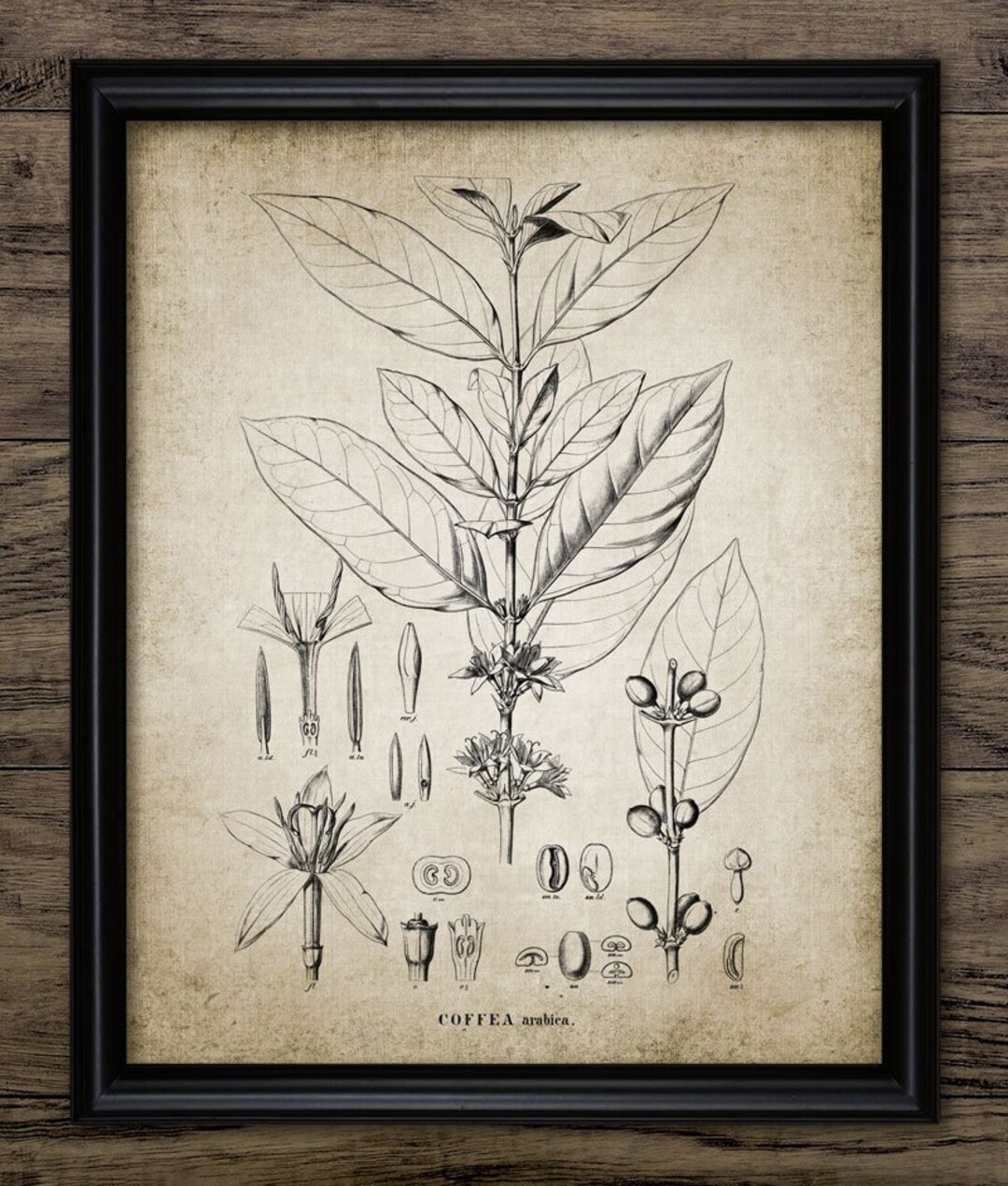 Coffee Plant Wall Art, Printable Barista Art, Kitchen, Vintage ...