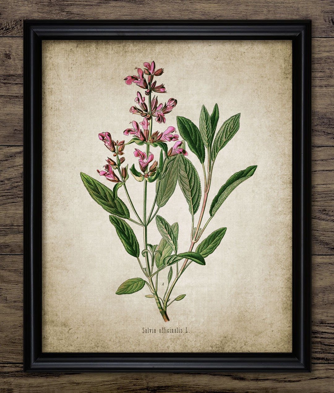 Sage Herb Wall Art, Printable Sage Herbs, Herb Plant, Vintage Botanical ...