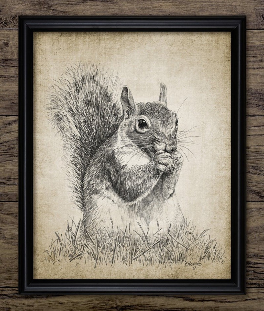 Cute Squirrel Drawing