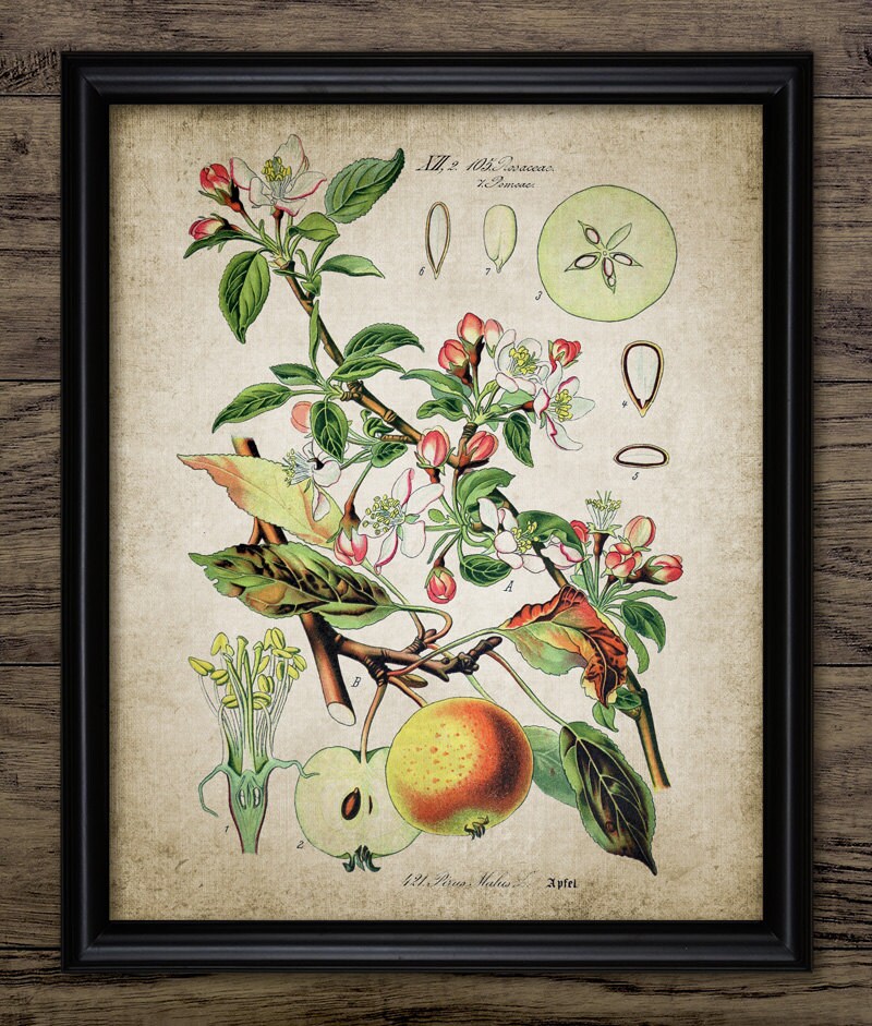 Apple Wall Art, Printable Apple Fruit, Apple Tree Blossom, Apple Seed ...