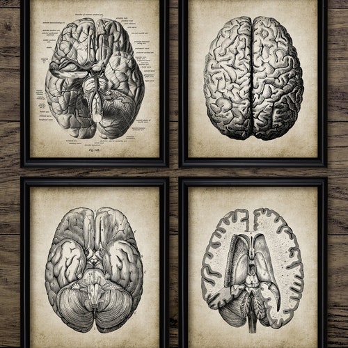 Human Brain Anatomy Poster Set Vintage Neurology Art Medical - Etsy
