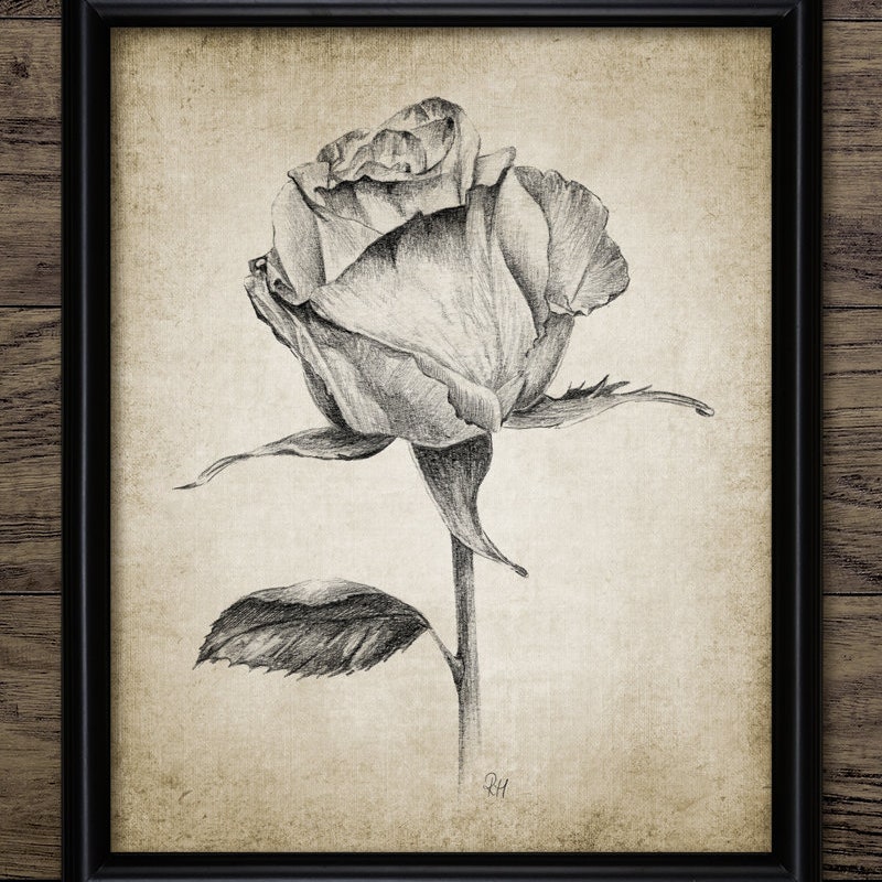 Rose Pencil Drawing - Etsy