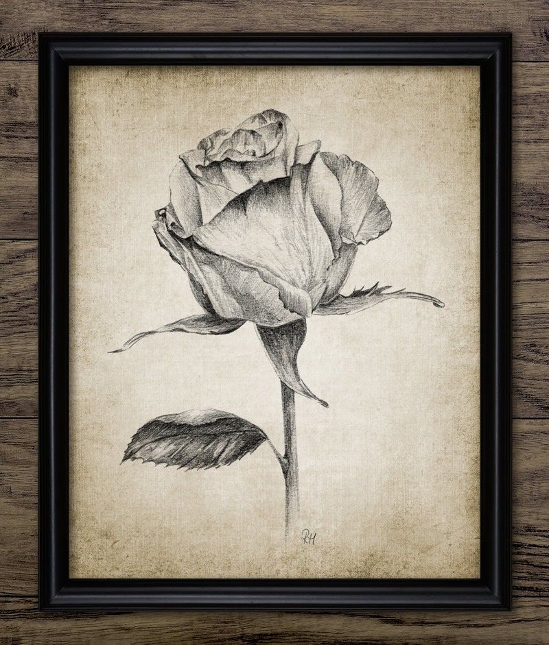 Traditional Rose Drawing