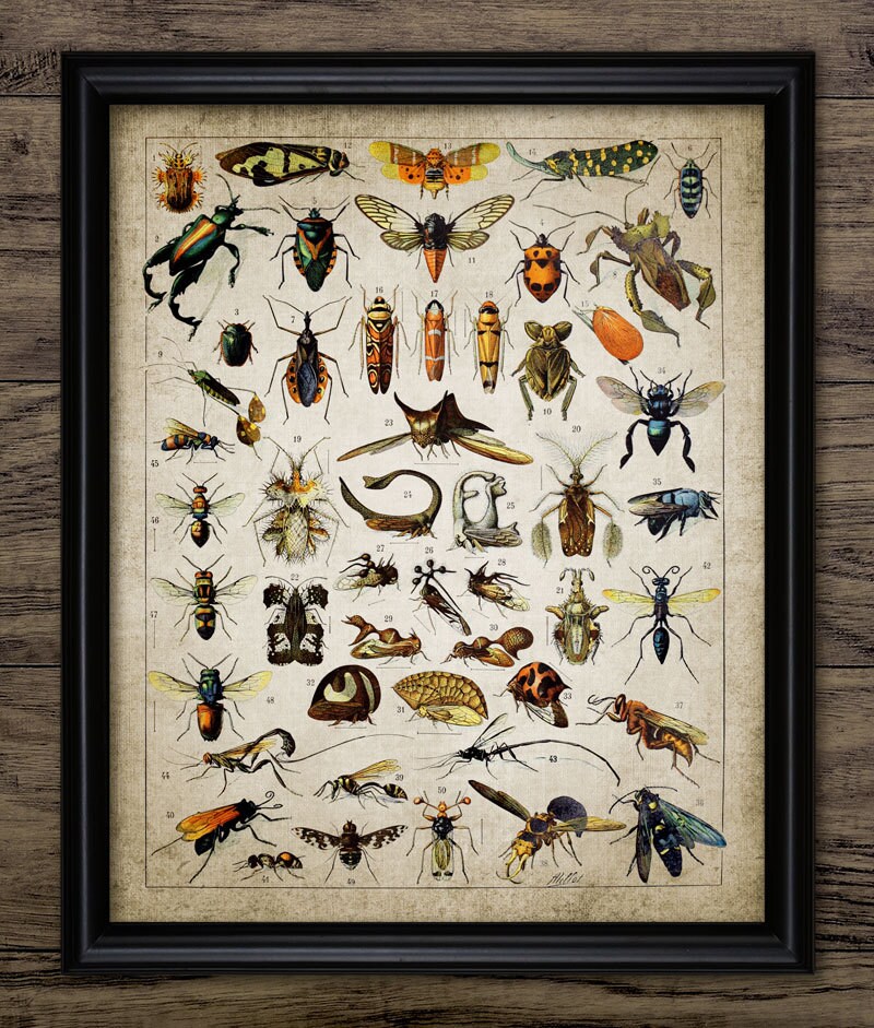 Vintage Insect Print Insect Illustration Entomology | Etsy