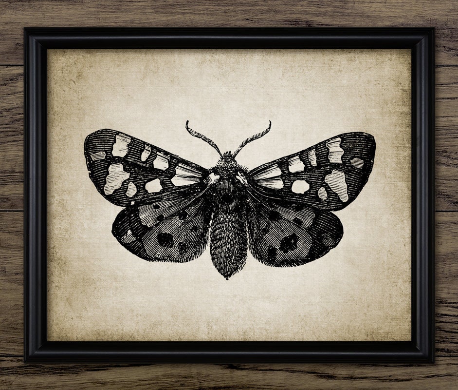 Vintage Moth Print Antique Moth Illustration Moth Art Moth | Etsy