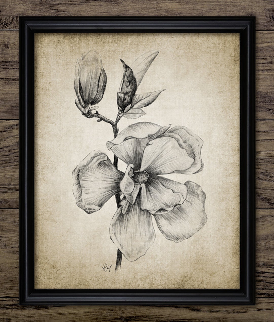 Magnolia Pencil Drawing, Printable Magnolia Drawing, Magnolia Flower ...