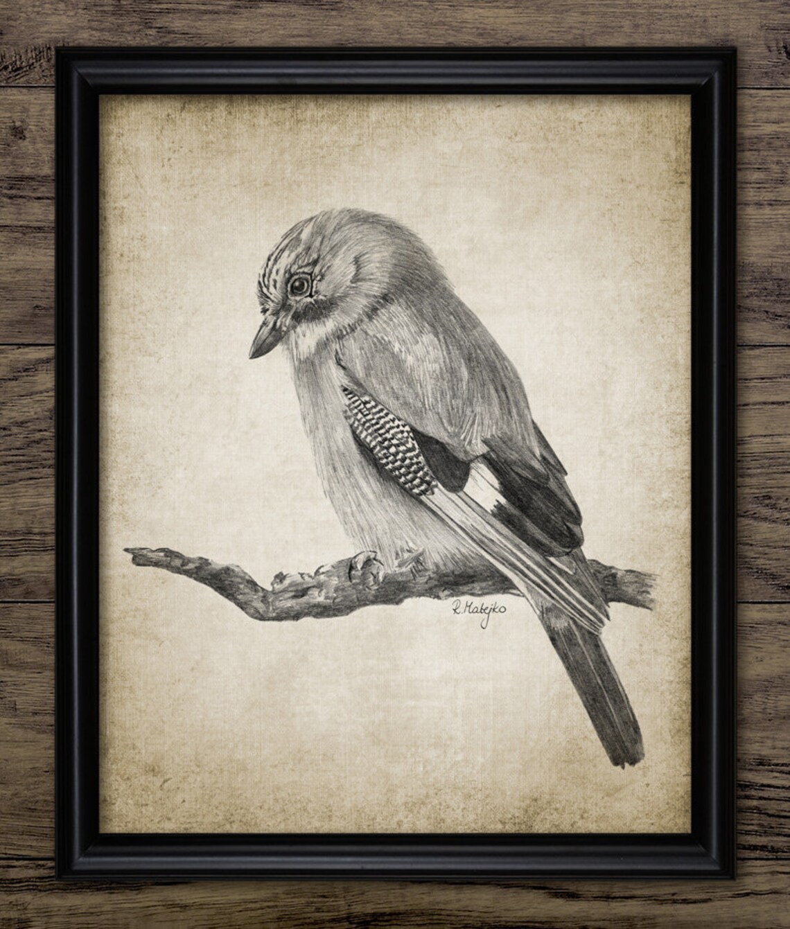 Jay Bird Pen and Ink Drawing, Printable British Jay Bird Wall Art, Jay ...