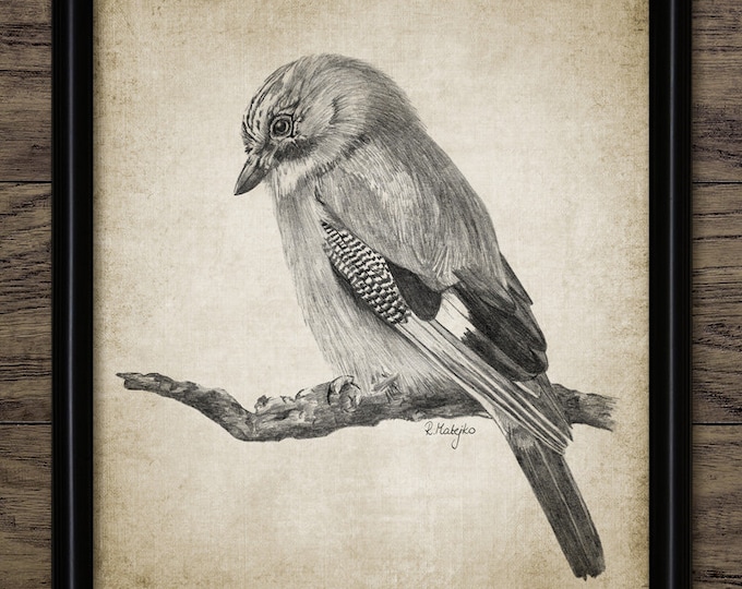 Jay Bird Pen and Ink Drawing Printable European Jay Bird Wall - Etsy