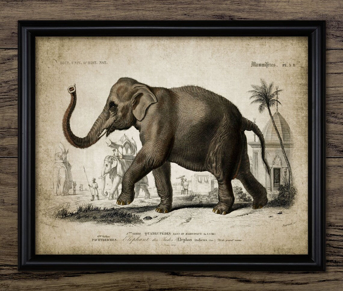 Indian Elephant Wall Art, Printable Vintage Elephant Illustration ...
