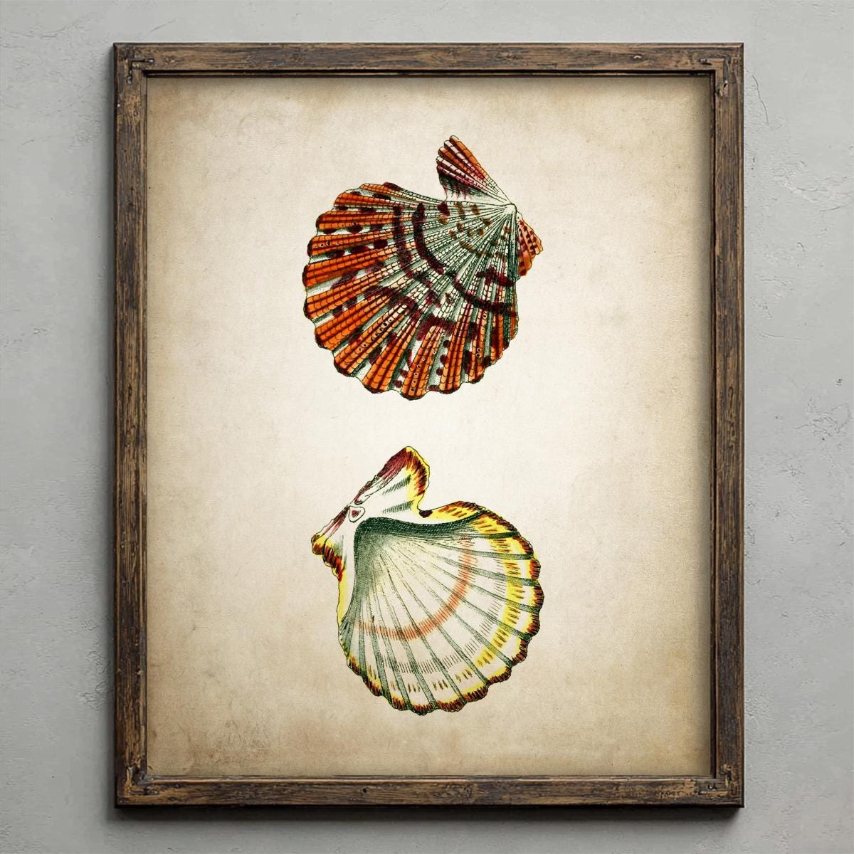 Antique Shells Wall Art Print Set of 9, Bathroom Posters, Vintage Shell ...