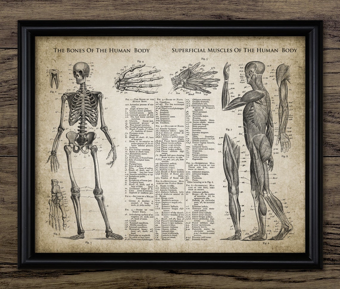 Vintage Bones and Muscles Print Human Anatomy Antique Human - Etsy