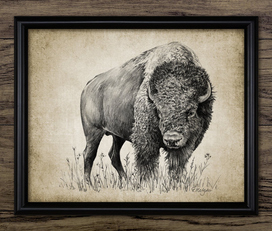 Bison Pencil Drawing, Printable Bison Drawing, North American Plains ...