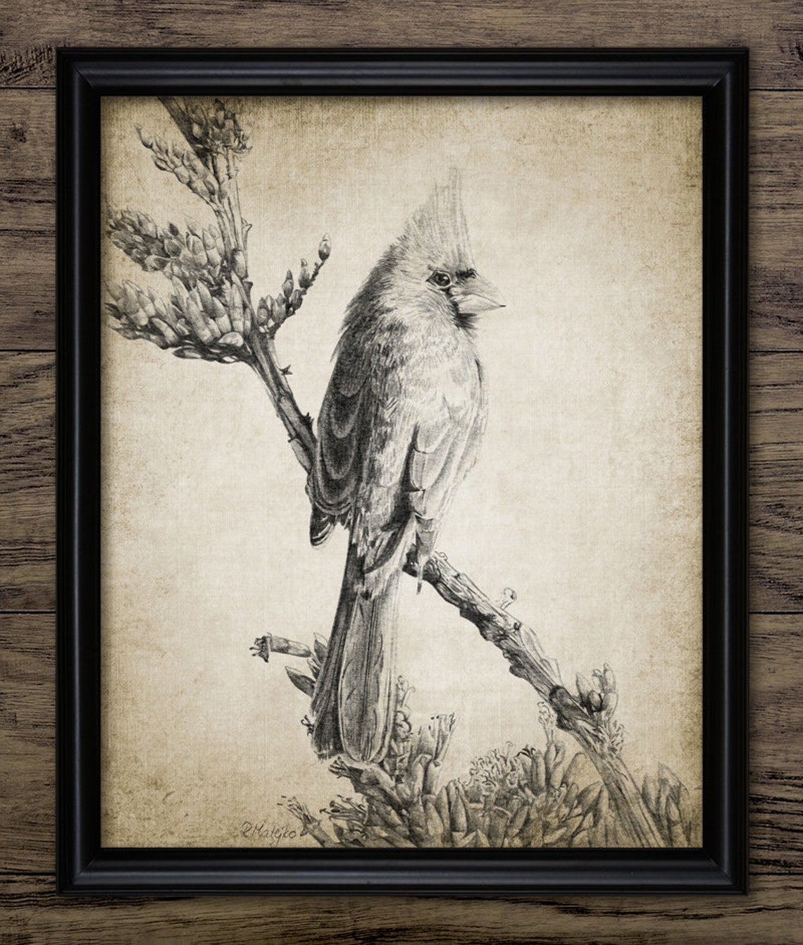 Northern Cardinal Pencil Drawing Printable Cardinal Bird Art - Etsy