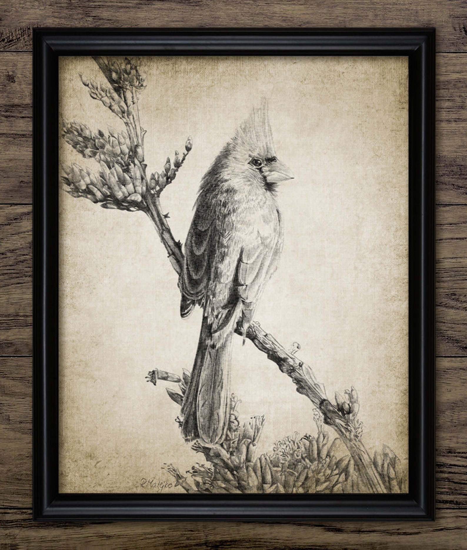 Northern Cardinal Pencil Drawing Printable Cardinal Bird Art - Etsy