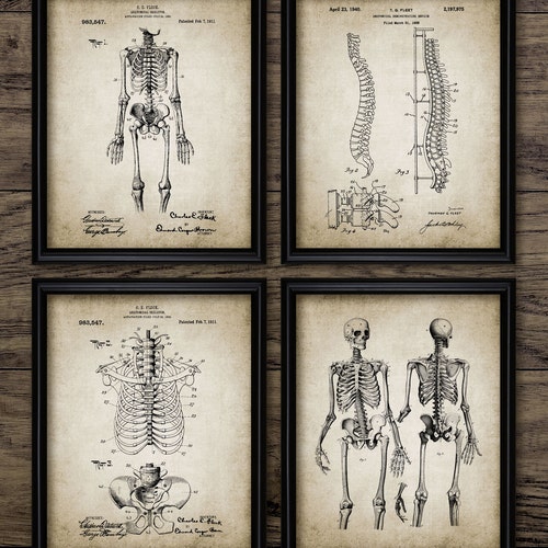 Human Skeleton Wall Art Set of 3 Printable Anatomy Human - Etsy