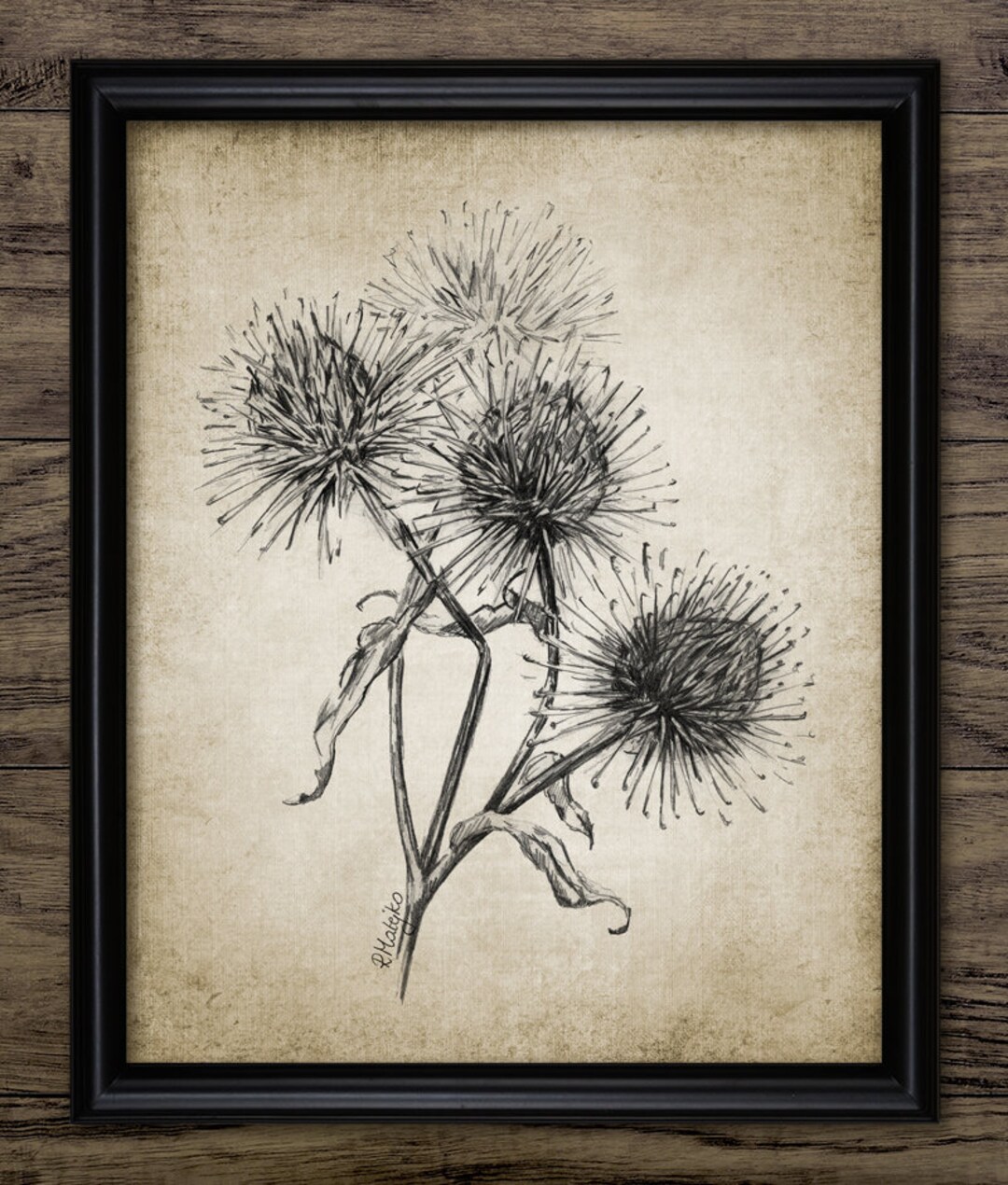 Burdock Flower Pencil Drawing, Printable Burdock, Thistle, Vintage ...