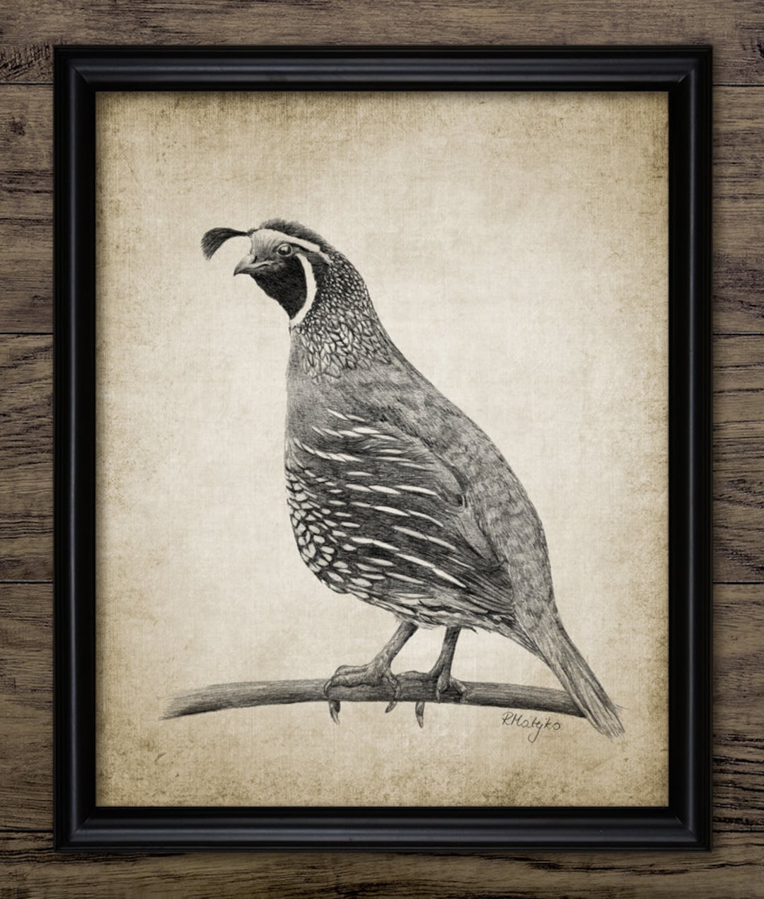 California Quail Pencil Drawing, Printable California Quail Drawing ...