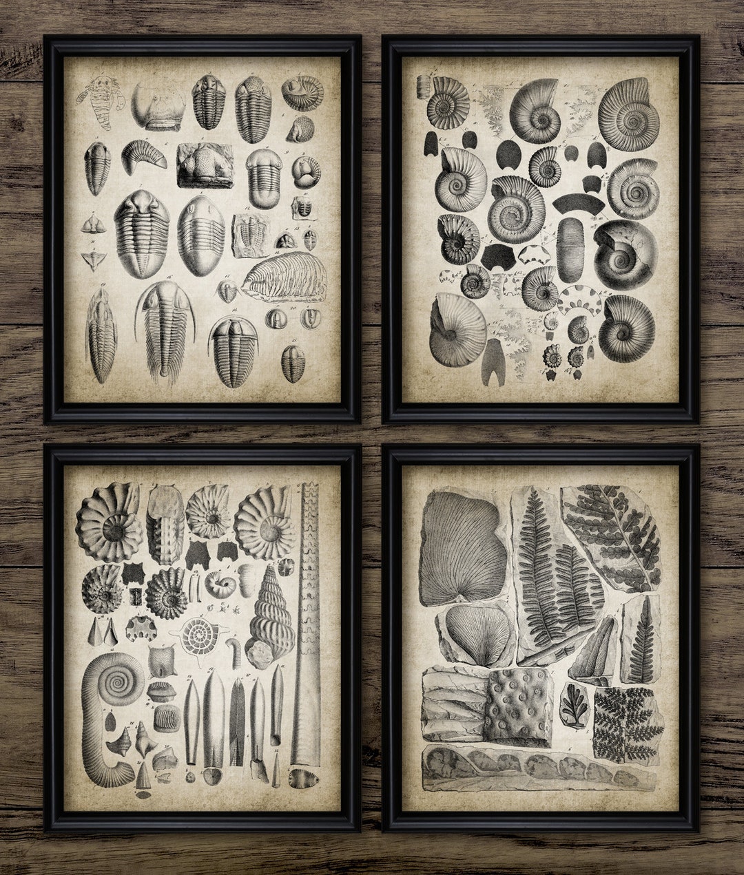 Fossil Wall Art Set of 4, Trilobite, Ammonite, Carboniferous Plant ...