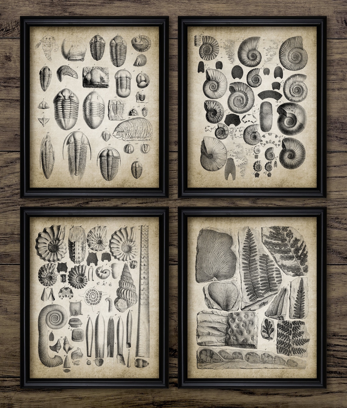 Fossil Wall Art Set of 4, Trilobite, Ammonite, Carboniferous Plant ...