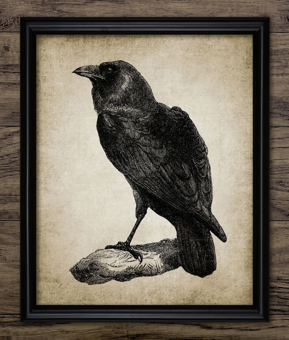 Ancient Raven