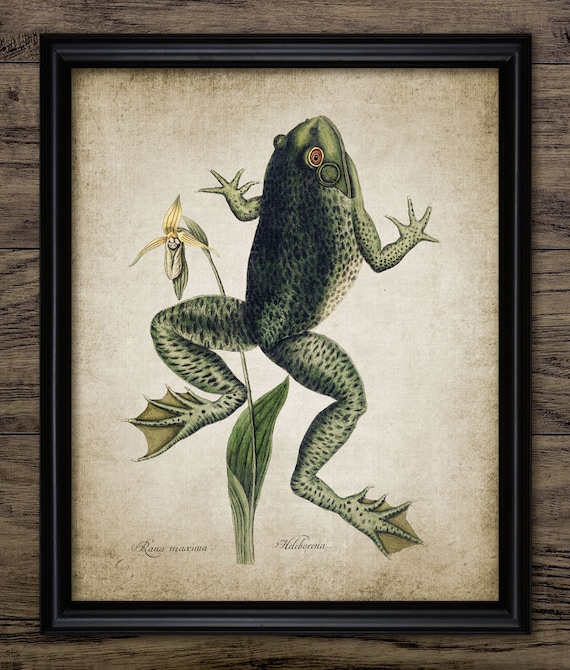 Jumping Tree Frog
