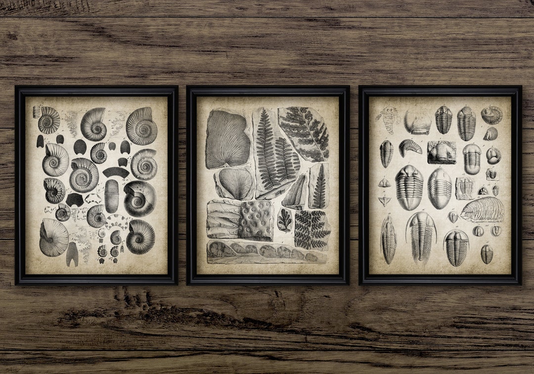 Fossil Wall Art Set of 3, Trilobite, Ammonite, Carboniferous Plant ...