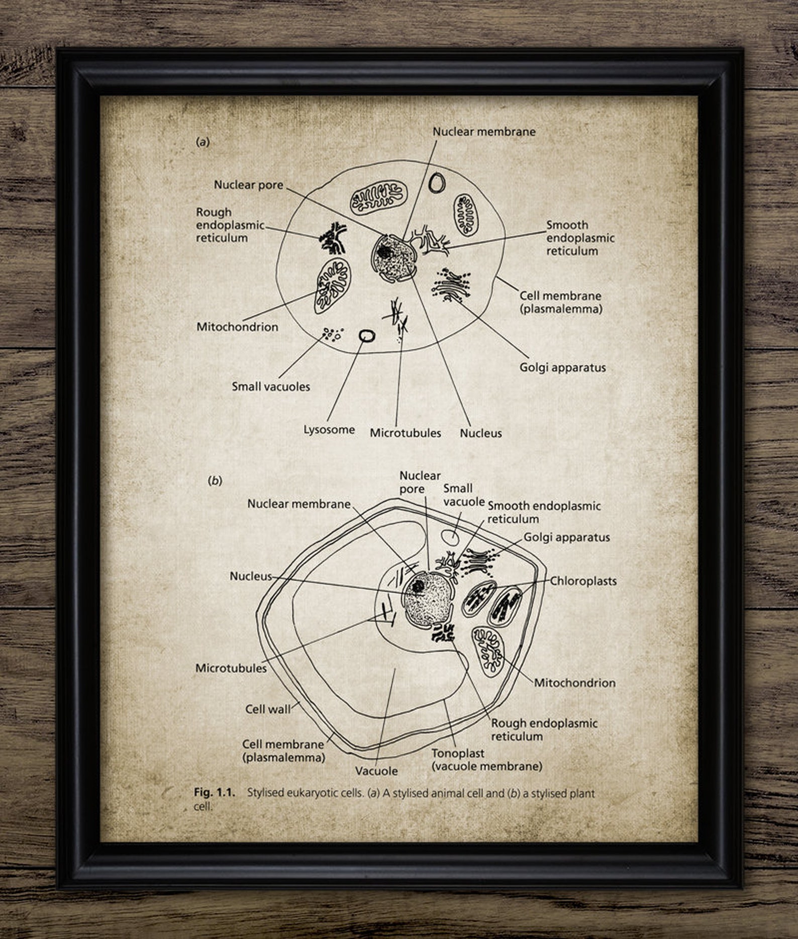 Animal and Plant Cell Structure Wall Art, Printable Biology Pencil ...