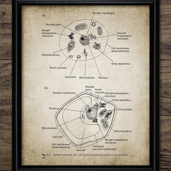 Human Cell Art - Etsy
