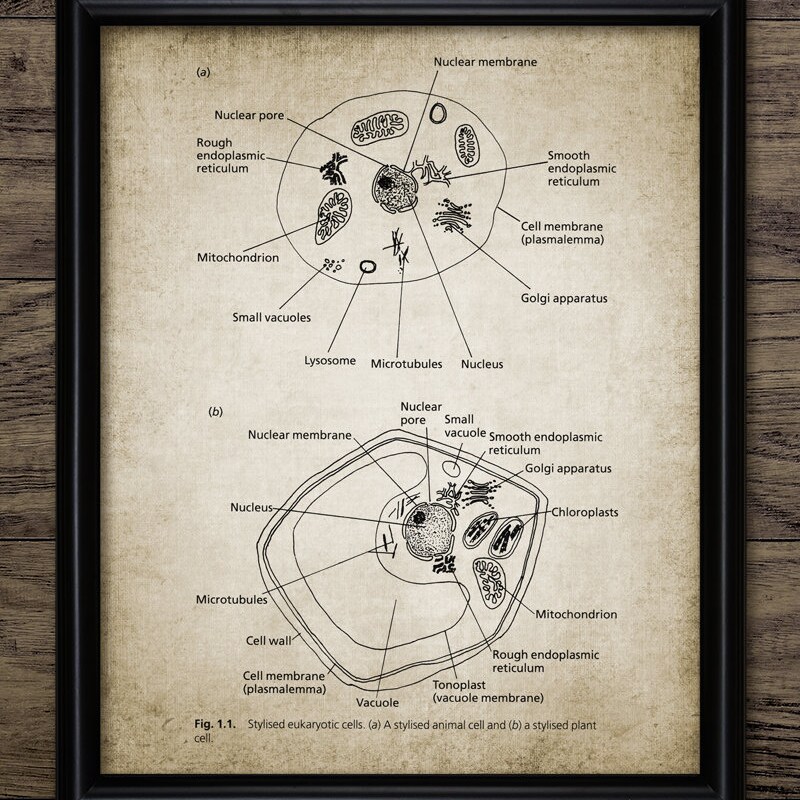 Human Cell Art - Etsy