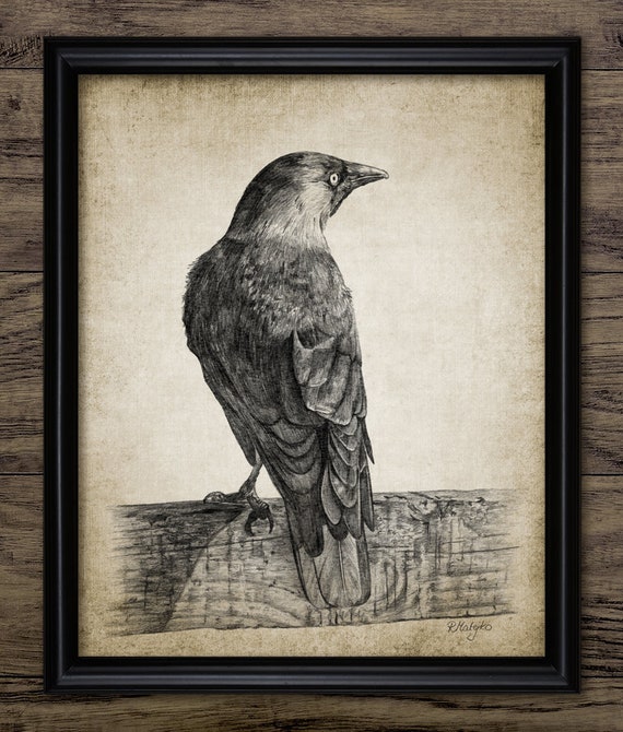 Jackdaw Pencil Drawing Printable Jackdaw Drawing Raven | Etsy