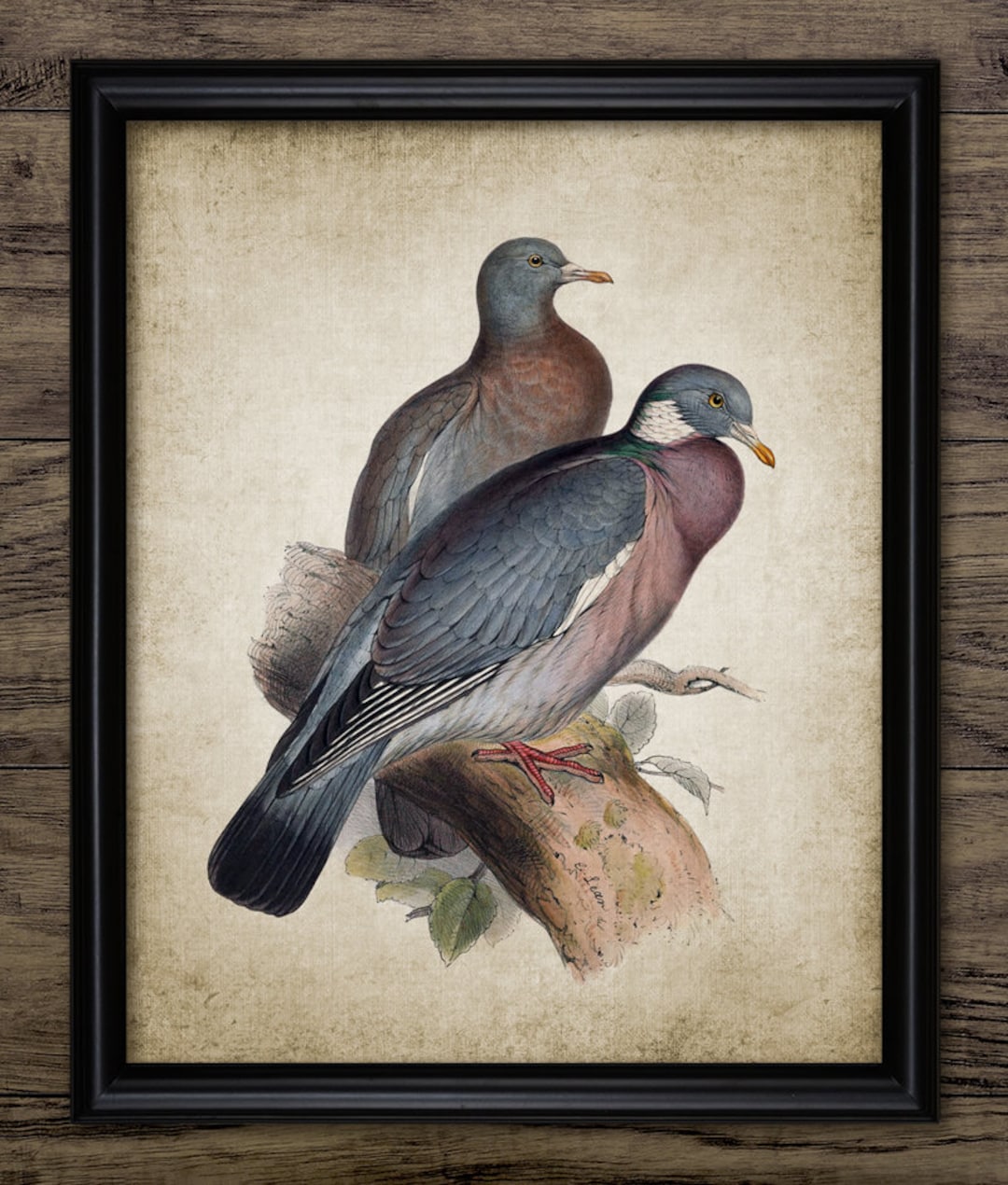 Wood Pigeon Bird Wall Art, Vintage Digital Print, Printable Common Wood ...