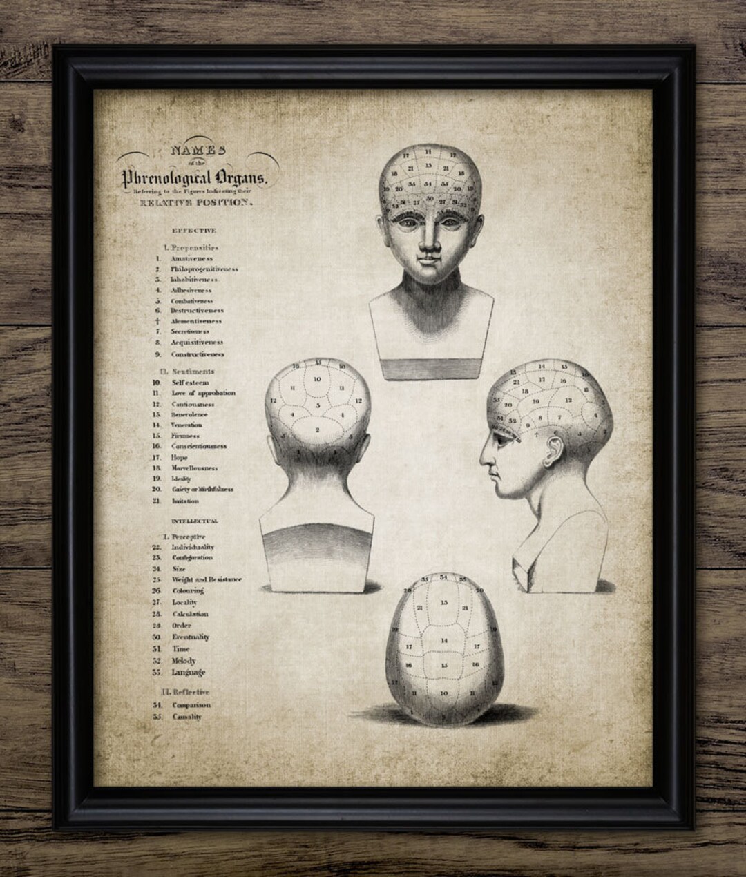 Vintage Illustration of the Study of the Human Skull, Phrenology ...