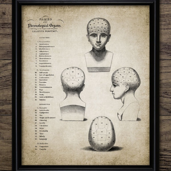 Phrenology Head - Etsy