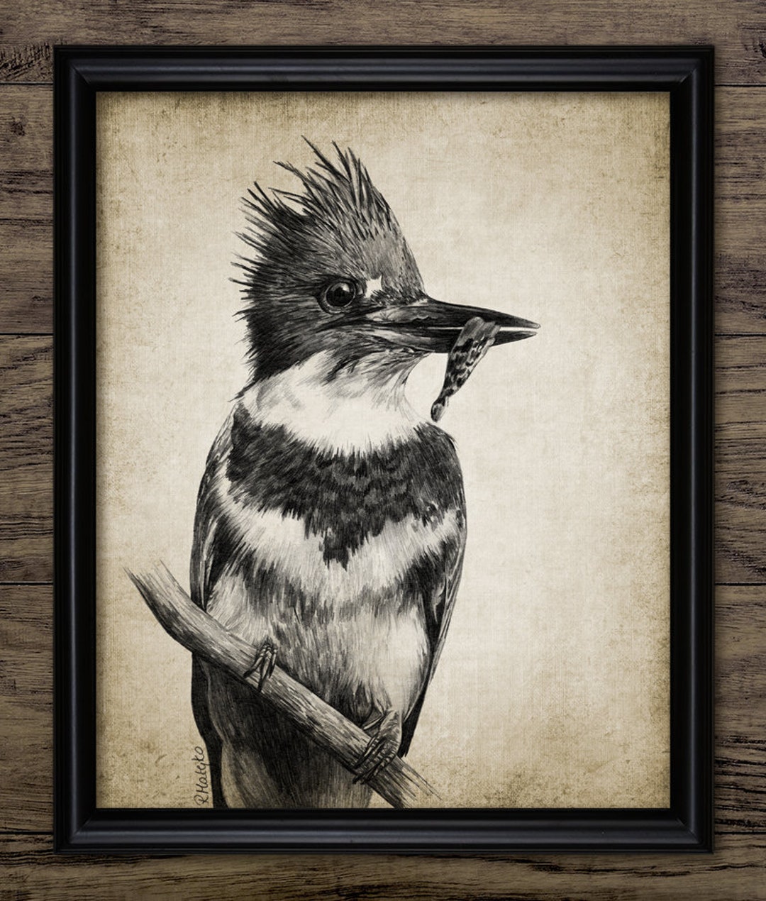 Belted Kingfisher Pencil Drawing, Printable Belted Kingfisher Drawing ...
