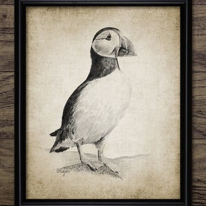 Puffin Pencil Drawing Set of Three, Printable Puffin Drawing, Puffin ...