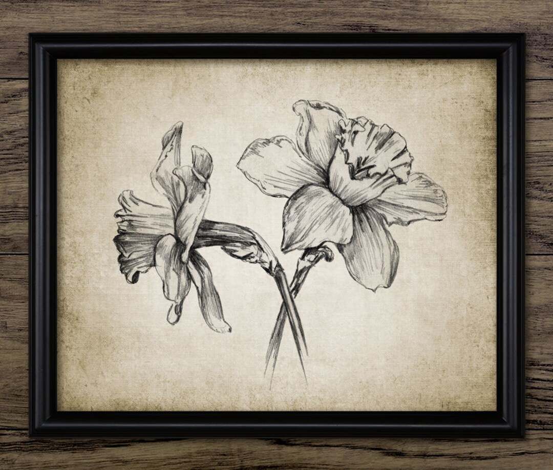 Daffodil Flower Pencil Drawing, Printable Daffodils, Spring Flower ...