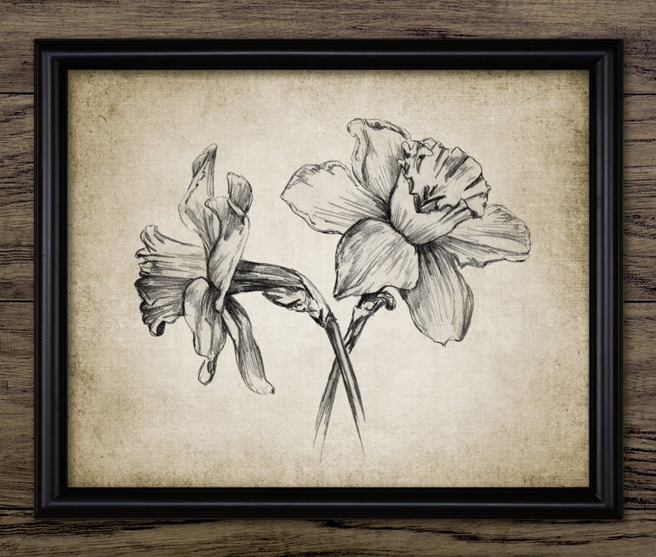 Daffodil Flower Pencil Drawing, Printable Daffodils, Spring Flower ...