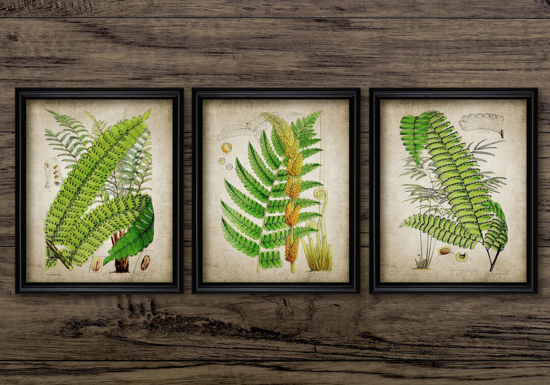 Fern Wall Art Set of 3, Printable Vintage Fern Plant, Vintage Botanical ...