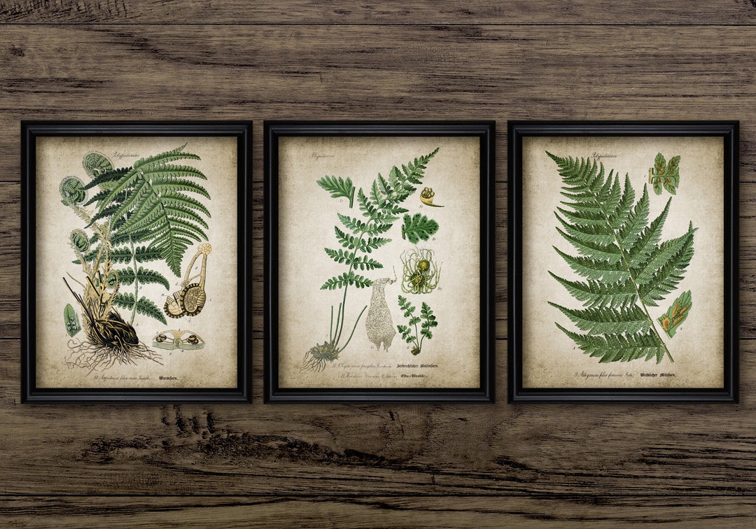 Fern Print Wall Art Set of 3, Vintage Fern Plant Botanical Art ...