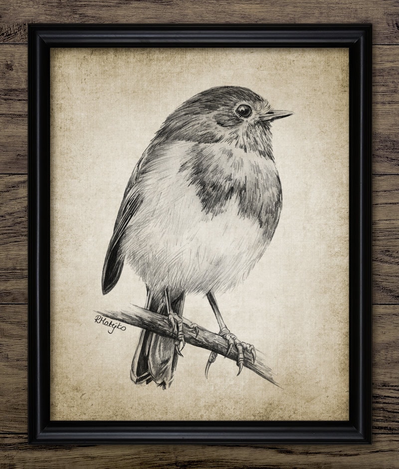 Robin Pencil Drawing, Printable Robin Drawing, Robin Bird Decor, Robin ...