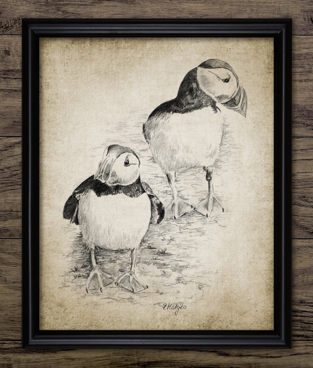 Puffin Pencil Drawing, Printable Puffin Drawing, Puffin Bird Decor ...