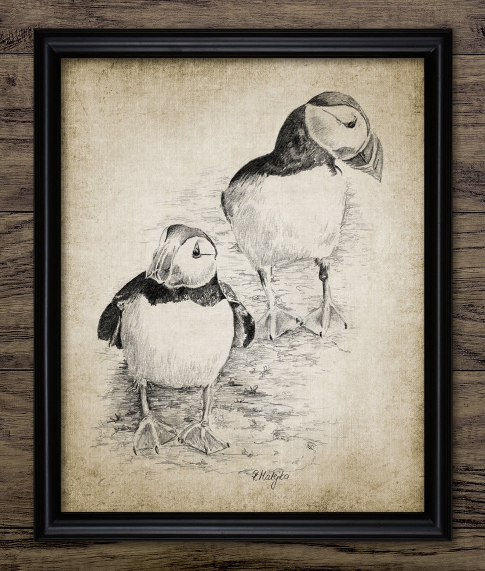 Puffin Pencil Drawing Printable Puffin Drawing Puffin Bird - Etsy