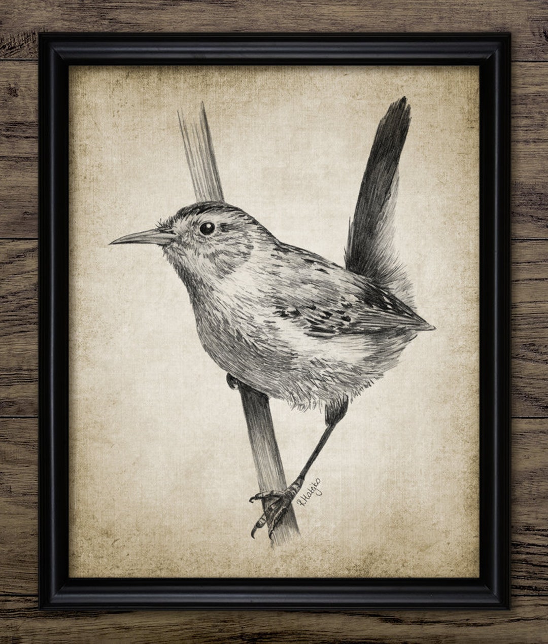 Marsh Wren Pencil Drawing, Printable Wren Bird, Wren Bird Illustration ...