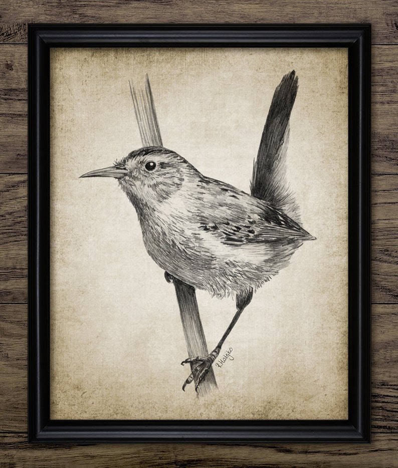 Marsh Wren Pencil Drawing Printable Wren Bird Wren Bird - Etsy