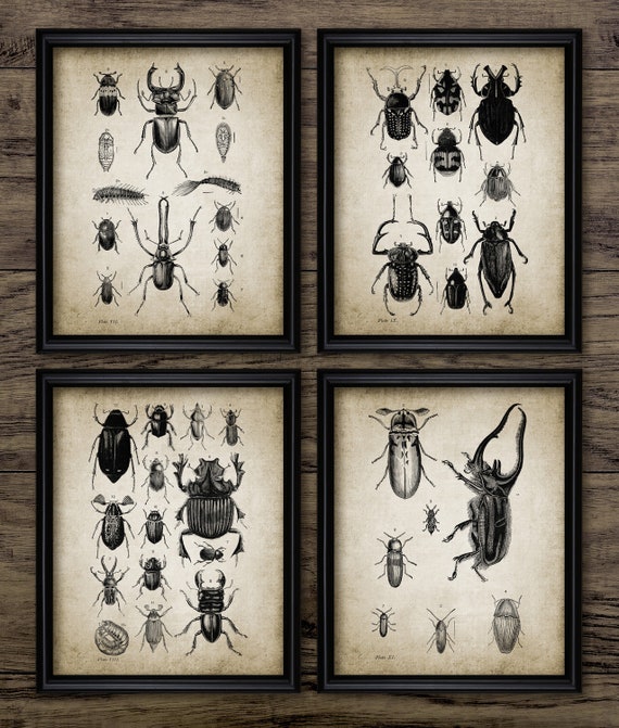 Home Décor Set of 4 beetles print Beetle wall art Insect photography ...