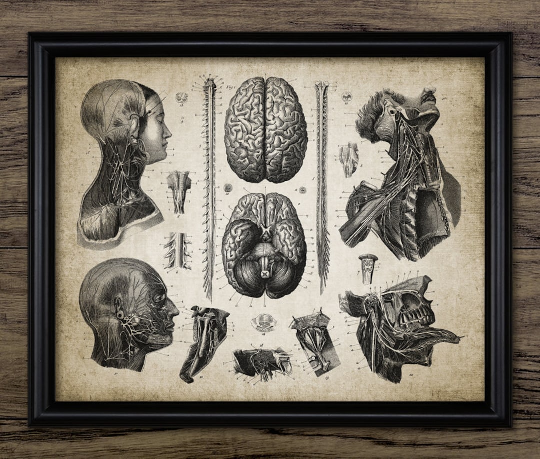 Vintage Neuroscience Wall Art, Printable Human Brain and Spinal Cord ...